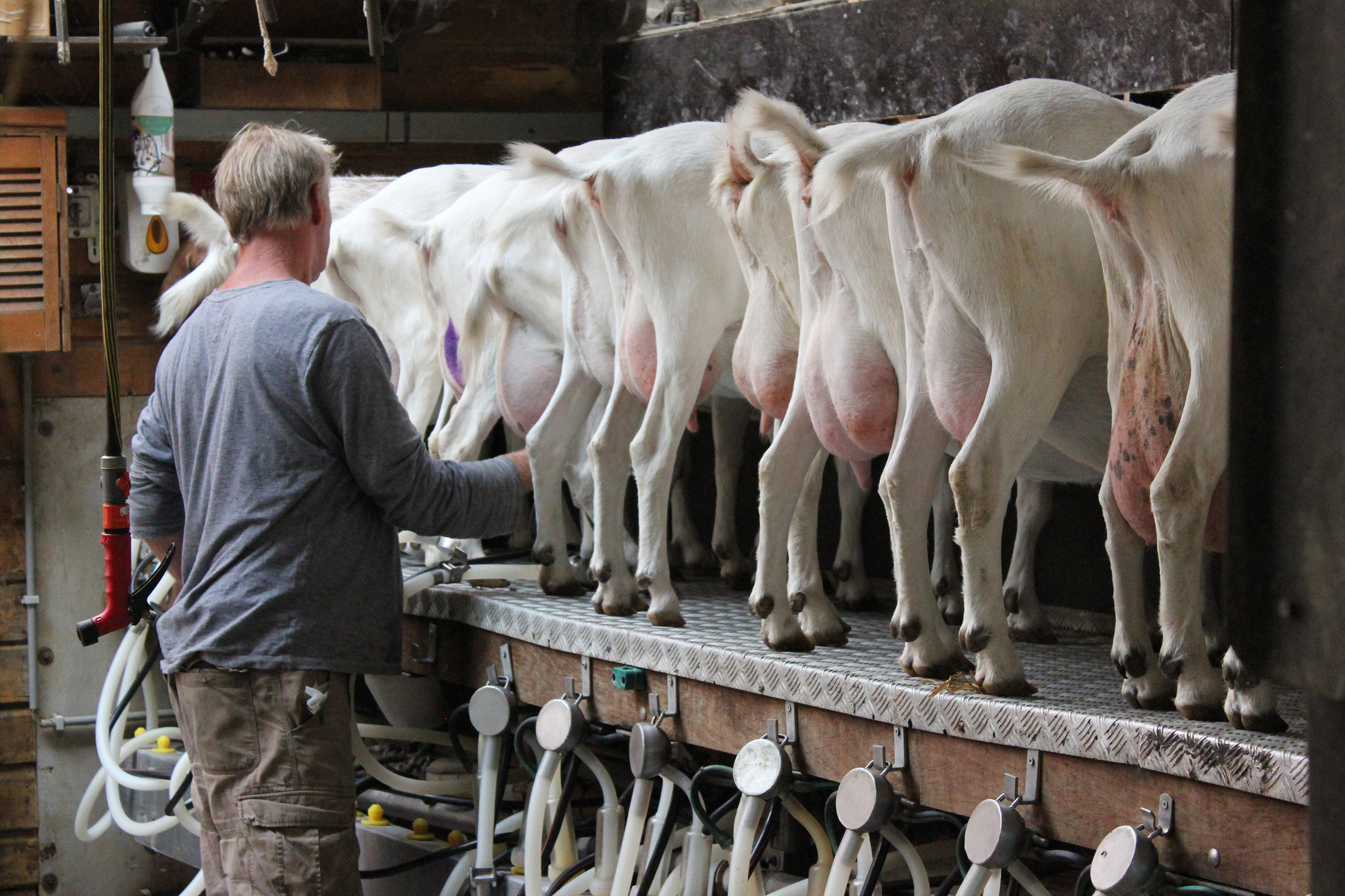 Contact - Kennismakelaar Geitenhouderij